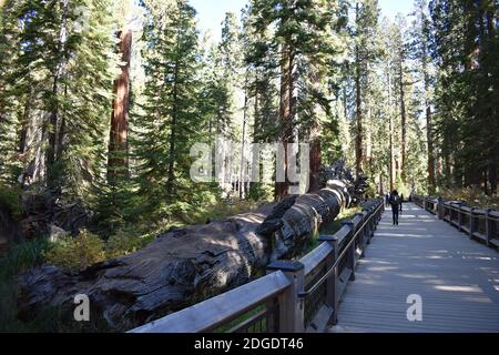 Fallen Monarch Tree in Mariposa Grove, Yosemite National Park ...