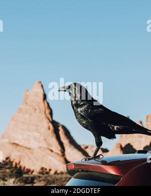 Black crow at Arches National Park in Utah, USA Stock Photo - Alamy