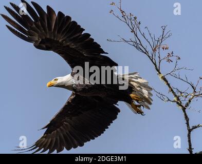 Bald Eagle Overhead - a bald eagle flying overhead, wings spread, tail ...