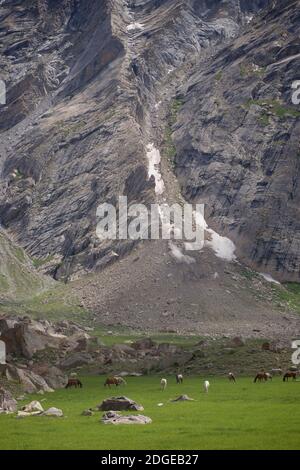 Horses grazing in the mountains of Zanskar, Ladakh, India Stock Photo ...
