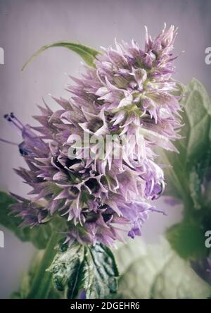 Lofant Lophanthus anisatus is a medicinal plant with bio-stimulating ...