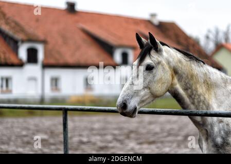 A white horse rearing on a paddock, Cologne, Germany Stock Photo - Alamy