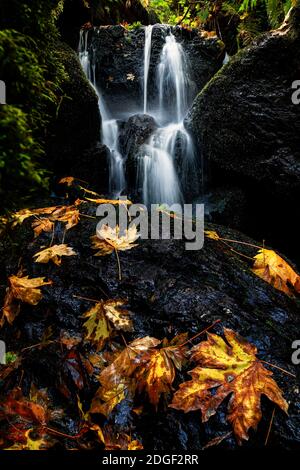 Small Waterfall and Autumn Maple Leaves, Northern California Stock ...