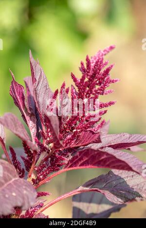 Amaranthus hybridus L Amaranthus hybridus L Stock Photo - Alamy