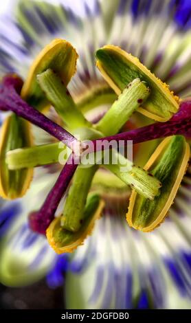 Concentric Flower Center Macro Close-up. Mandala Kaleidoscopic design ...