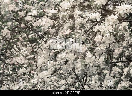 Apple tree branches covered with white flowers Stock Photo - Alamy
