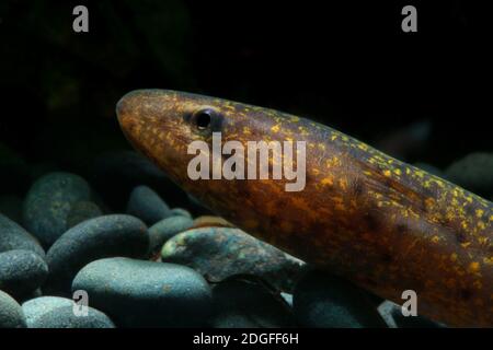 Asian Swamp Eel, Monopterus javanensis, swamp eel Stock Photo - Alamy
