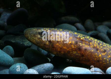 Asian Swamp Eel, Monopterus javanensis, swamp eel Stock Photo - Alamy