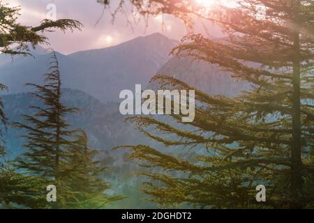 Cedar trees in mountains, Turkey Stock Photo - Alamy