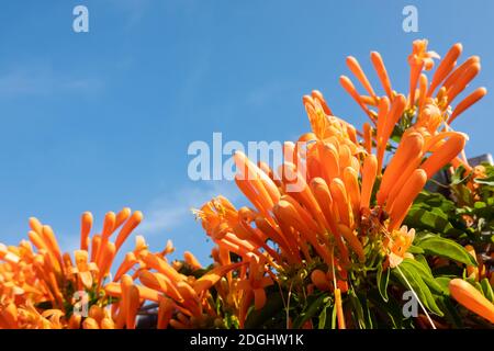 Flaming trumpet vine flowers Stock Photo - Alamy