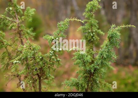 A juniper bush in a boreal forest taiga Stock Photo - Alamy