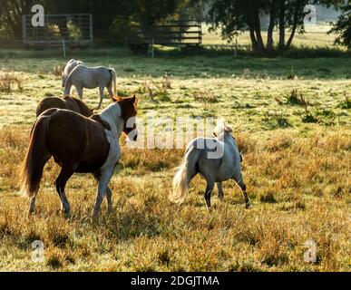 Horses for the riding school Stock Photo - Alamy