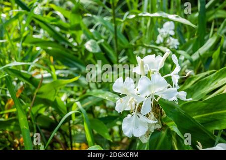 Nature landscape of white butterfly ginger Stock Photo - Alamy
