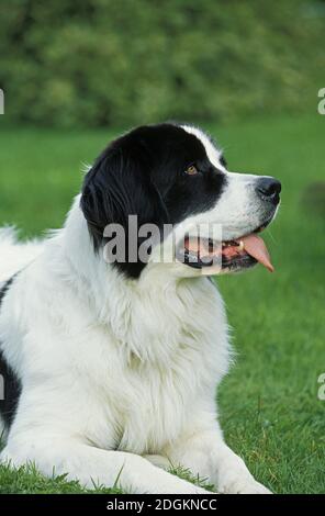 Dog Landseer / adult lying on the rocks Stock Photo - Alamy