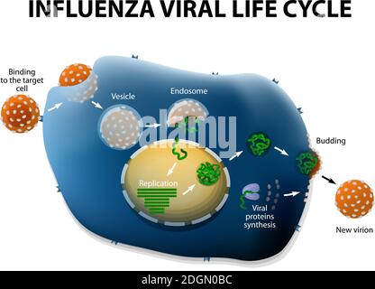 Diagram of an H1N1 swine flu virus particle with section labels Stock ...