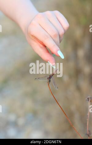 Dragonfly standing on a leaf, macro photography Stock Photo - Alamy