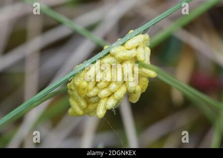 Cocoons Of Parasitic Wasps Stock Photo - Alamy