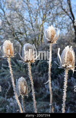Group of wild teasel heads (Dipsacus fullonum) in the beginning of ...
