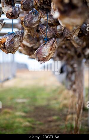 Traditional smoked fish heads in Iceland Stock Photo - Alamy