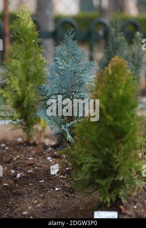Fresh cypress trees close up Stock Photo - Alamy