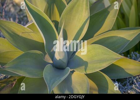 Dragon Tree Agave (Agave attenuata Stock Photo - Alamy