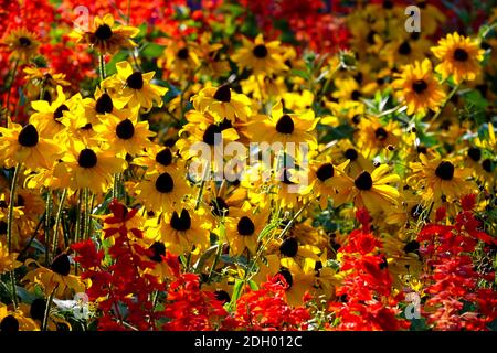 Late summer garden flowerbed Salvias Cleome ricinus rudbeckias ...