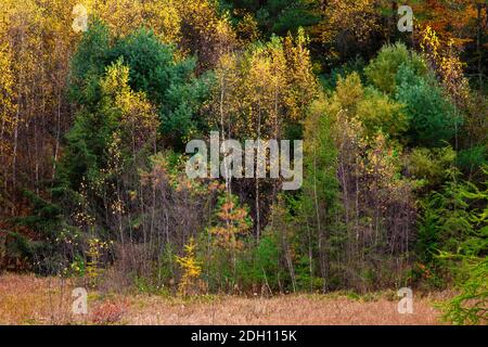 The forest edge of an acidic bog in Pennsylvania’s Pocono Mountains ...