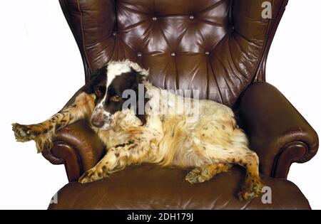 ENGLISH SETTER DOG, OBESE FEMALE IN HARMCHAIR Stock Photo - Alamy