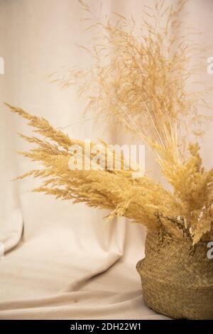 Close-up of pampas grass on glass house background Stock Photo - Alamy