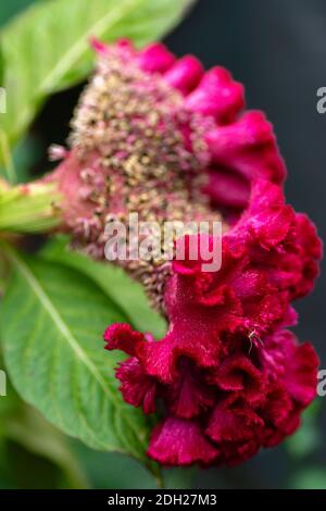 Ornamental plants celosia burgundy. Beautiful summer flowers closeup ...