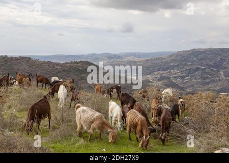 Goats (Capra) in the Troodos Mountains, Cyprus Stock Photo - Alamy