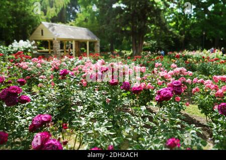 Red Rose in Raleigh, North Carolina Rose Garden Stock Photo - Alamy