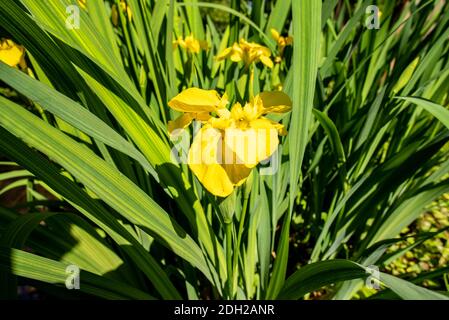 Swamp sword lily Stock Photo - Alamy