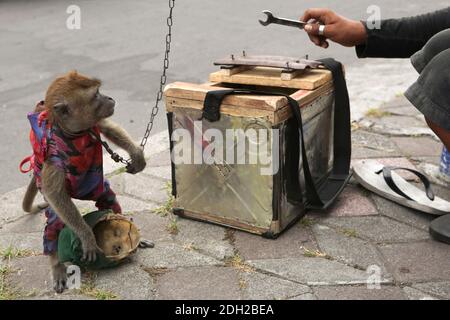 Trained macaque called Undun holding his mask from a broken doll's head ...
