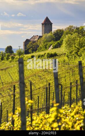 Castle Lichtenberg in Oberstenfeld Stock Photo - Alamy