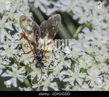 Wood wasp 'Lissonota spec.' Stock Photo - Alamy