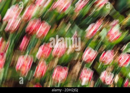 Artsy motion blurred pink tulips Stock Photo - Alamy