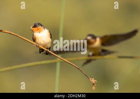 Barn swallow (Hirundo rustica), Brian Booth State Park, Oregon Stock ...