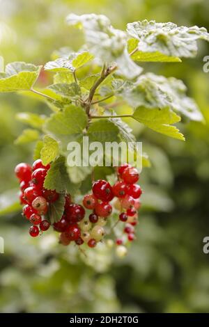 Red Currant (Ribes rubrum) Plantae Stock Photo - Alamy