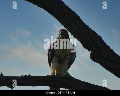 Red tailed hawk with beak open squawking Stock Photo - Alamy