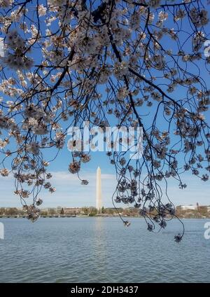 The Washington Monument is seen during the Blossom Kite Festival, an ...