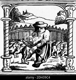 Medieval era. Feudalism. Shearing sheep. Engraving from the book of ...