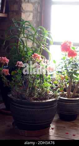 Pink red geranium blooming in garden Stock Photo - Alamy
