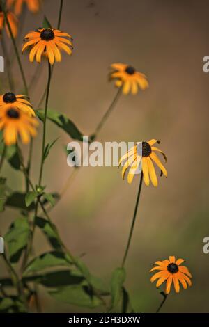 Closeup of black eyed susan flowers in bloom against the sky Stock ...