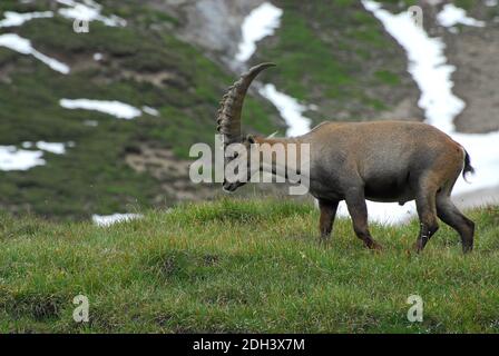Alpine ibex, Alpensteinbock, alpesi kőszáli kecske, Capra ibex Stock ...