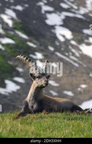 Alpine ibex, Alpensteinbock, alpesi kőszáli kecske, Capra ibex Stock ...