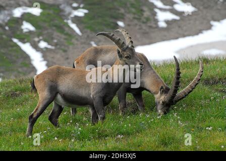 Alpine ibex, Alpensteinbock, alpesi kőszáli kecske, Capra ibex Stock ...