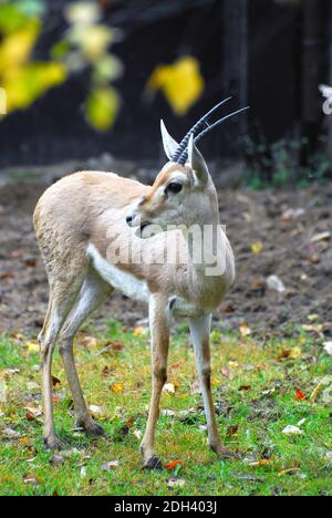 Rhim gazelle, slender-horned gazelle, African sand gazelle ...