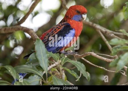 Crimson Rosella perched in a tree in the rainforest (scientific name ...