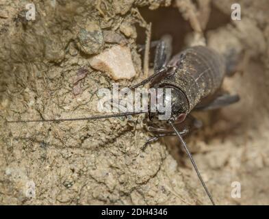 Field cricket (Gryllus campestris) nymph, a rare insect species in the ...